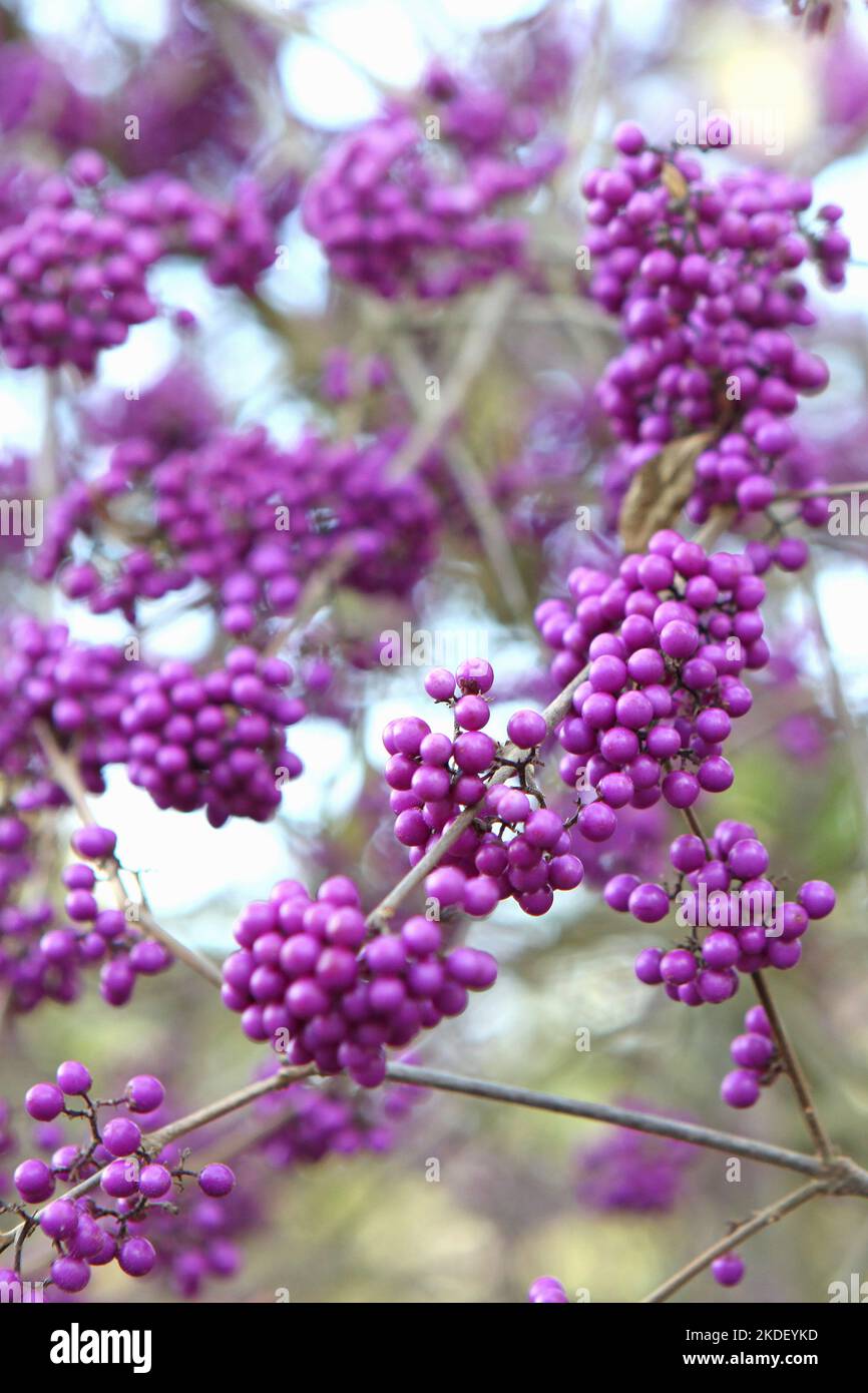 Profusion of colours hi-res stock photography and images - Alamy