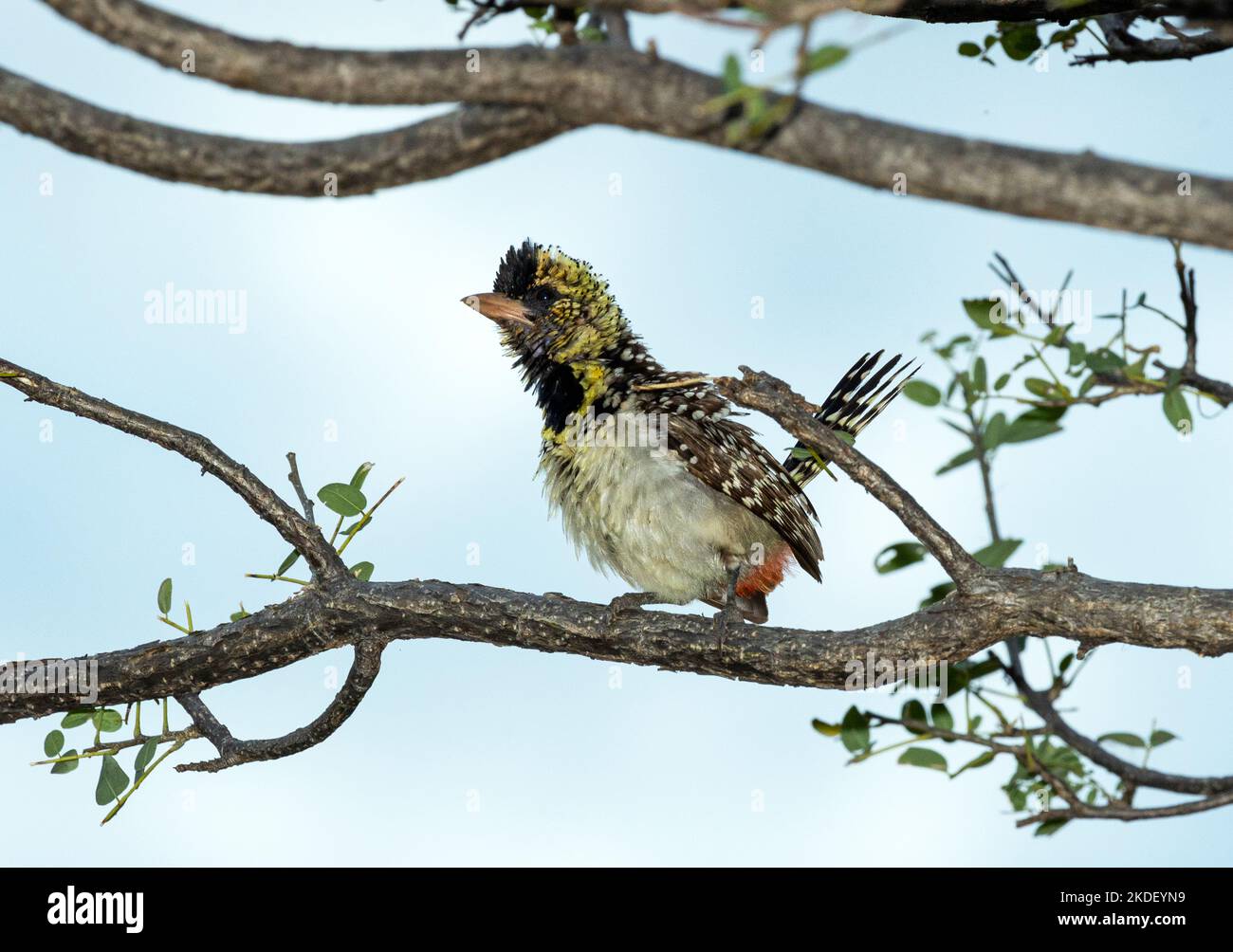 D'Arnaud's Barbet is the more common of the ground barbet group and are ...