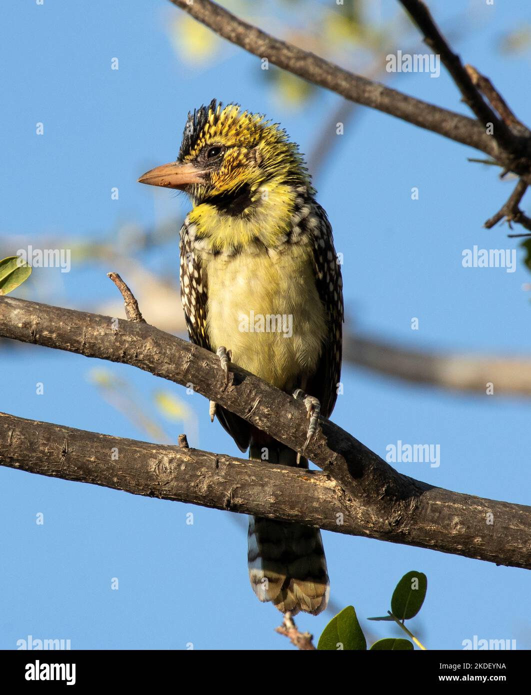 Emins barbet hi-res stock photography and images - Alamy