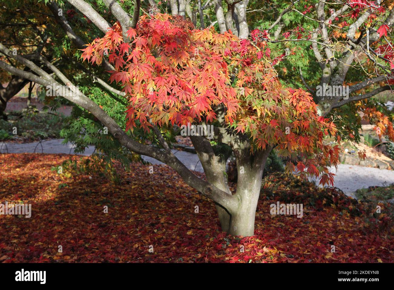 The autumn colours of the Acer palmatum 'Elegans' tree Stock Photo - Alamy