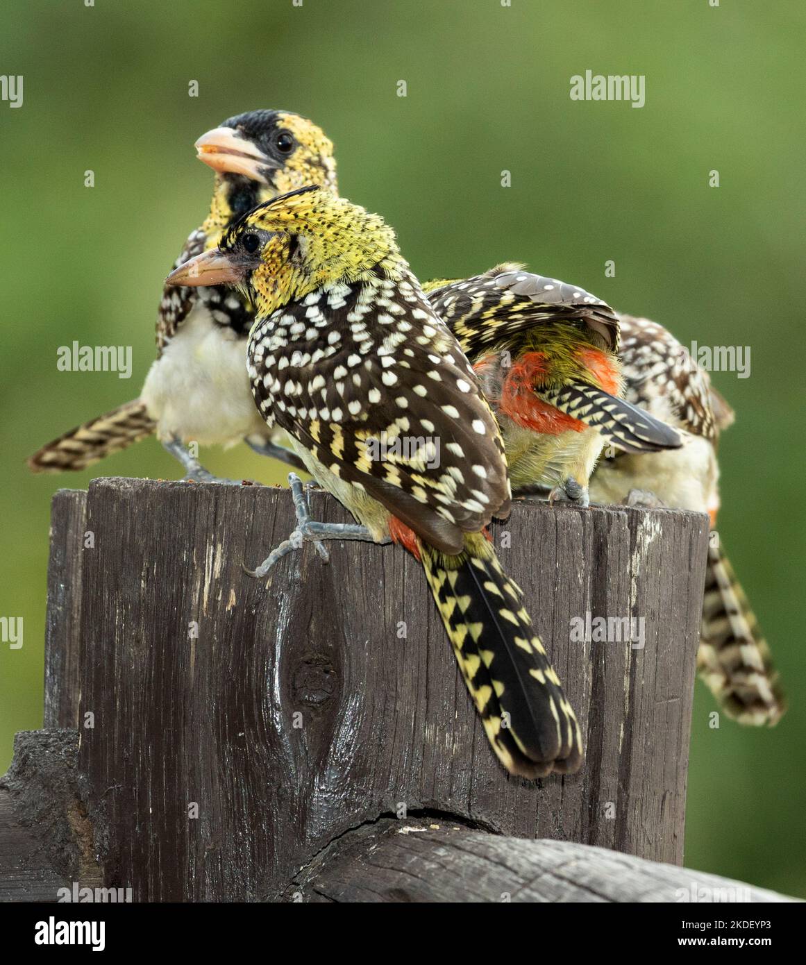 Emins barbet hi-res stock photography and images - Alamy