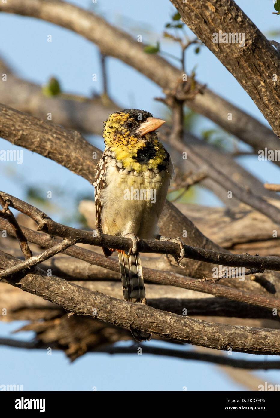 D'Arnaud's Barbet is the more common of the ground barbet group and are ...