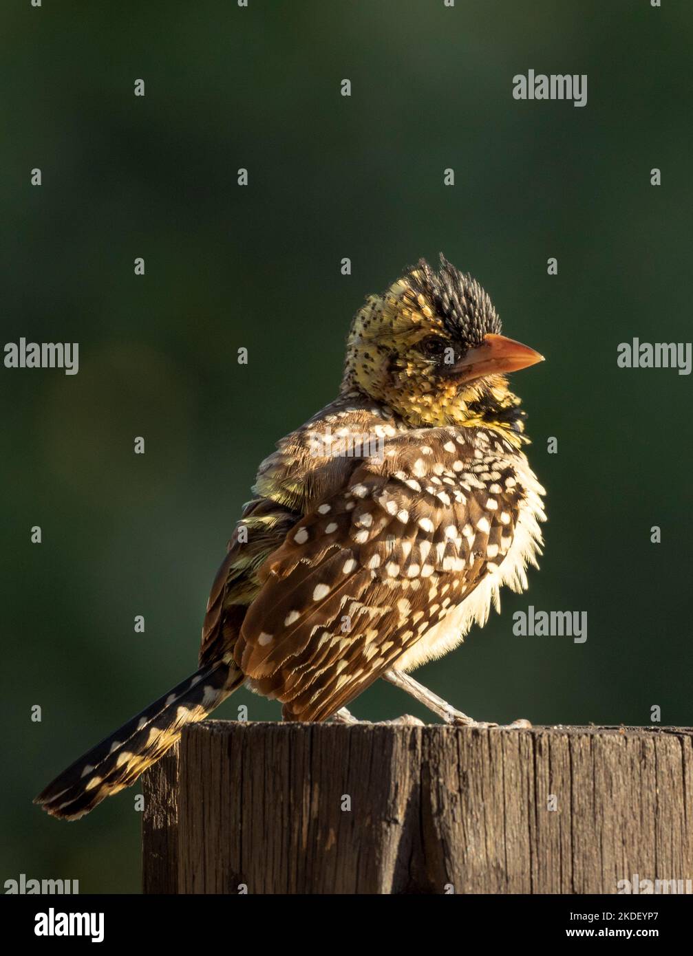 D'Arnaud's Barbet is the more common of the ground barbet group and are ...