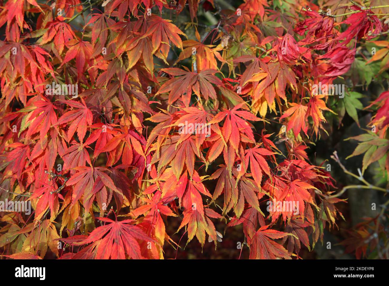 The autumn colours of the Acer palmatum 'Elegans' tree Stock Photo - Alamy