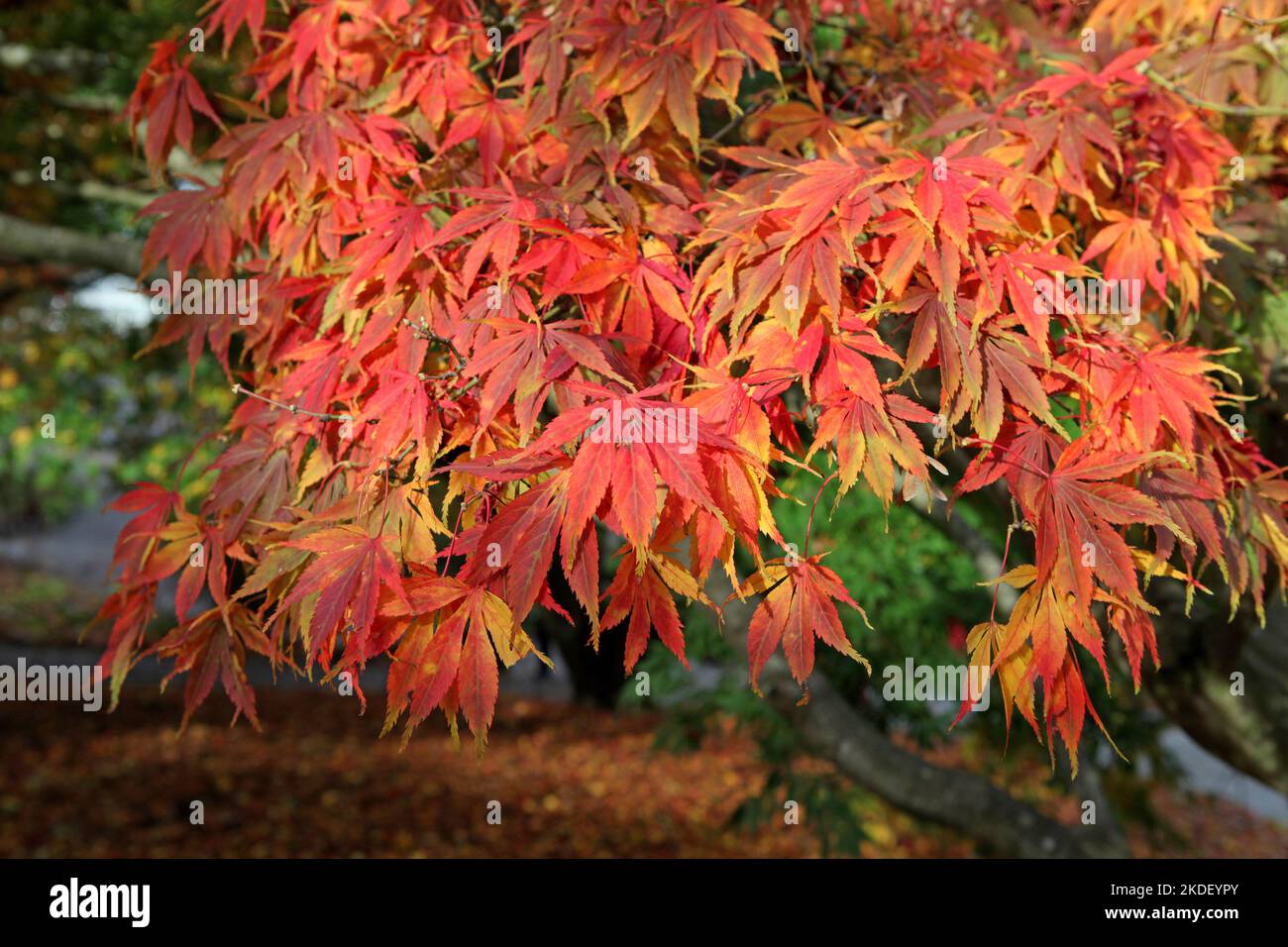 The autumn colours of the Acer palmatum 'Elegans' tree Stock Photo - Alamy