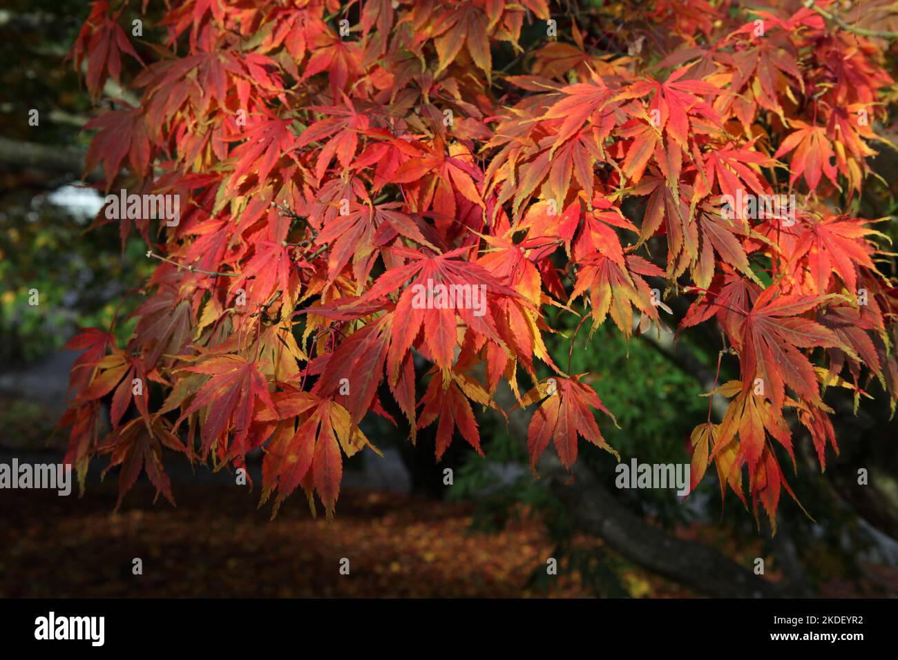 The autumn colours of the Acer palmatum 'Elegans' tree Stock Photo - Alamy