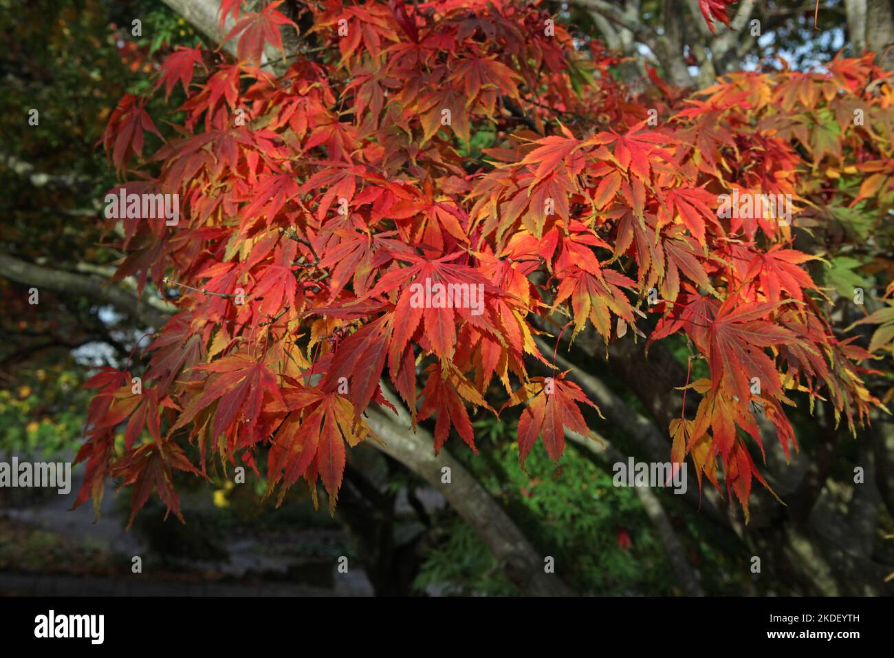 The autumn colours of the Acer palmatum 'Elegans' tree Stock Photo - Alamy