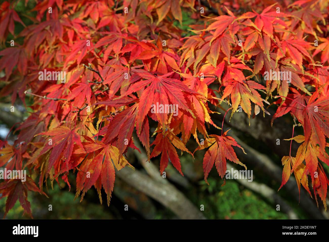 The autumn colours of the Acer palmatum 'Elegans' tree Stock Photo - Alamy