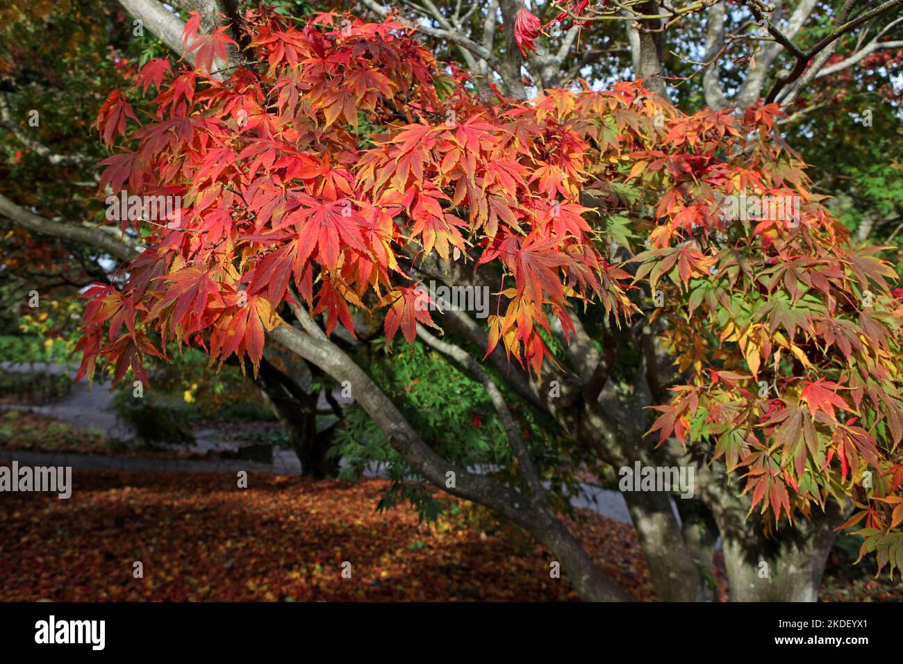 The autumn colours of the Acer palmatum 'Elegans' tree Stock Photo - Alamy