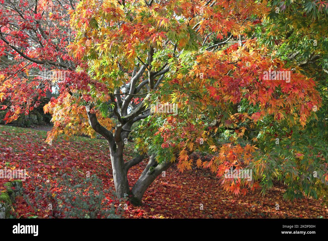 The autumn colours of the Acer palmatum 'Elegans' tree Stock Photo - Alamy