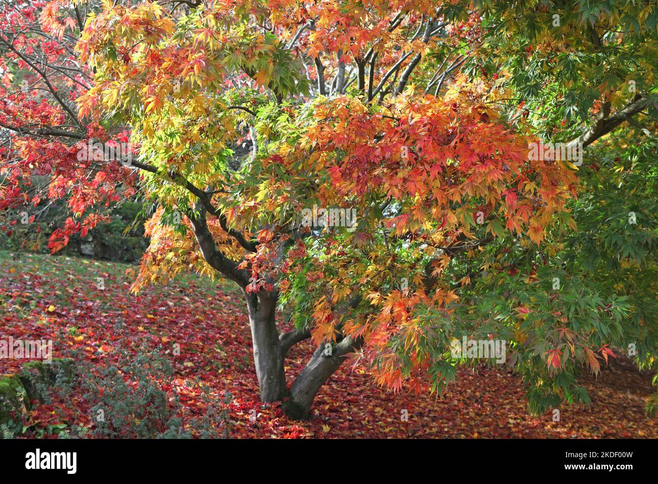 The autumn colours of the Acer palmatum 'Elegans' tree Stock Photo - Alamy