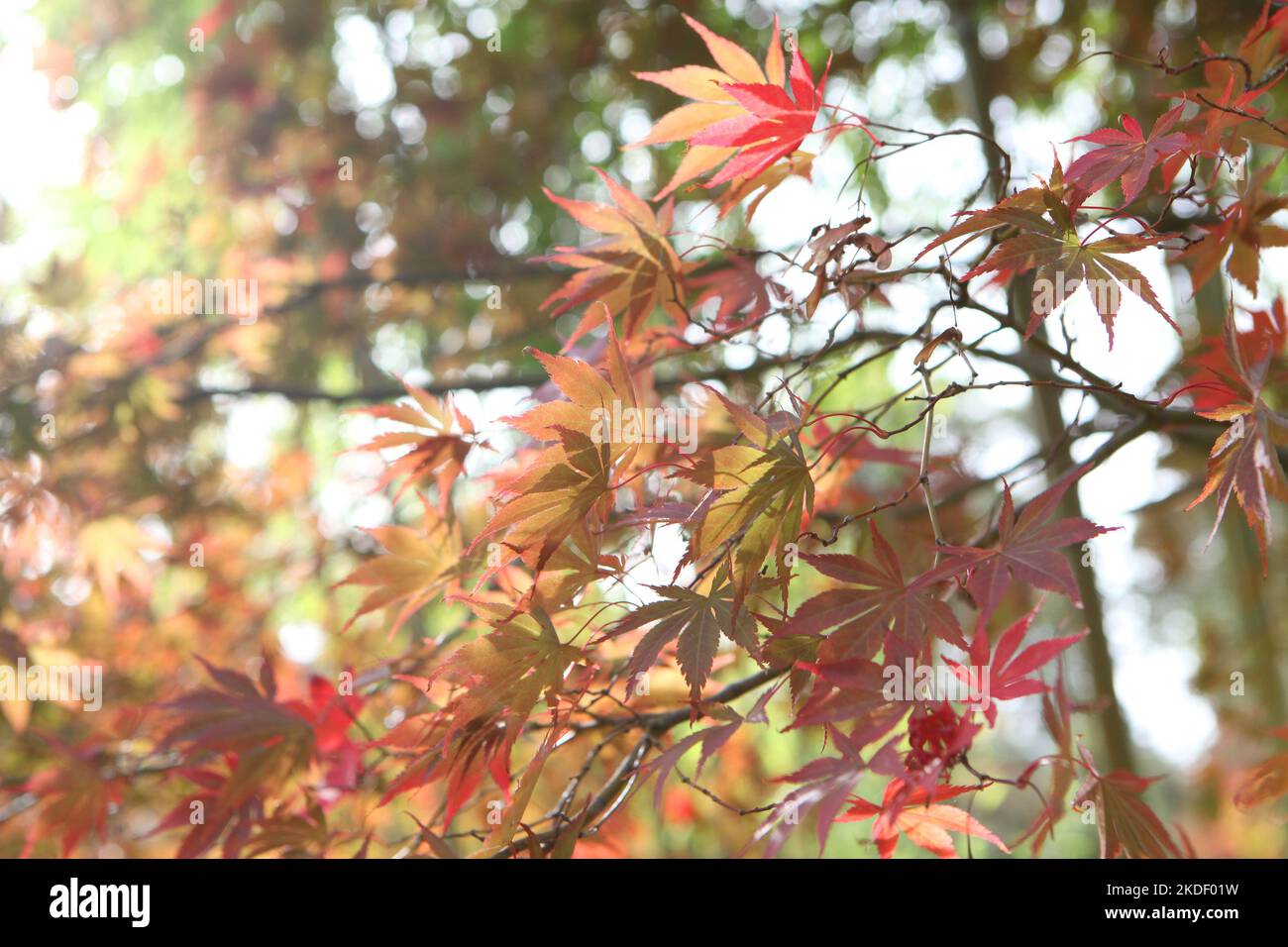 The autumn colours of the Japanese maple 'Shojo-shidare' tree Stock ...