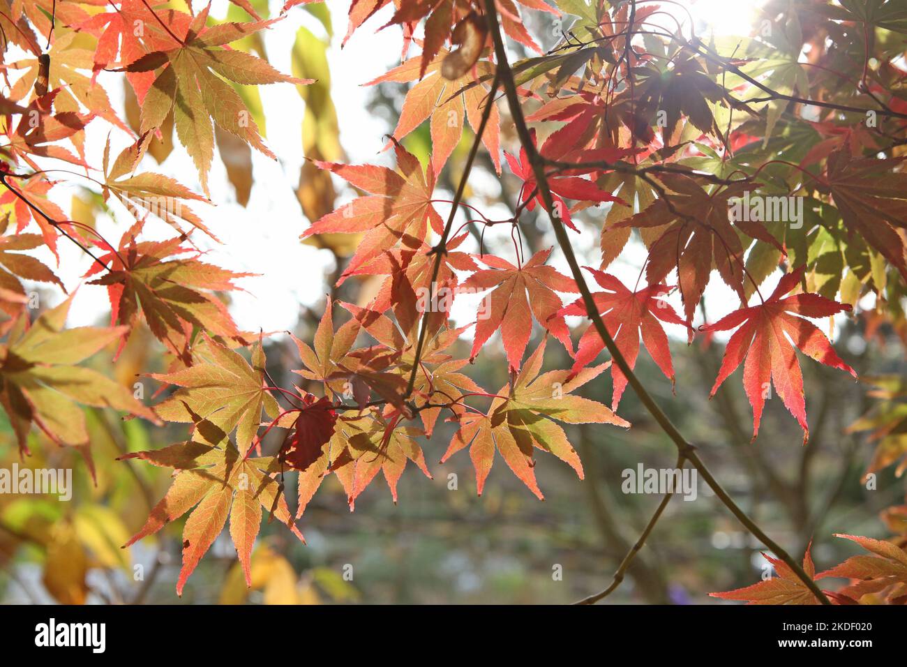 The autumn colours of the Japanese maple 'Shojo-shidare' tree Stock ...