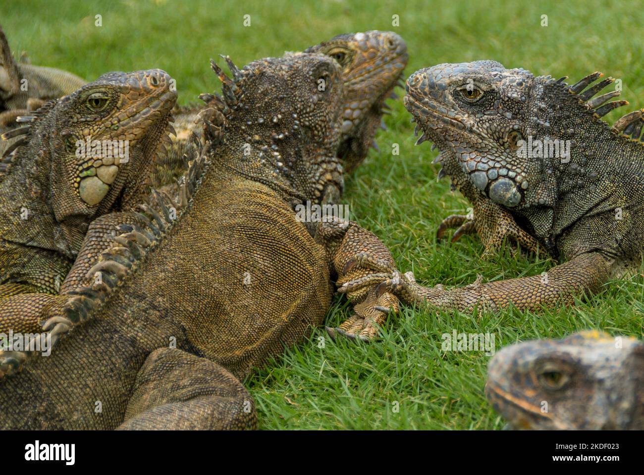 Close up of a green iguanas (iguana Iguana) with spines and dewlap ...