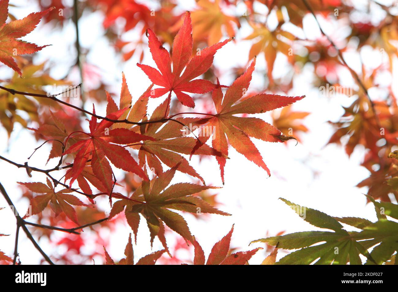 The autumn colours of the Japanese maple 'Shojo-shidare' tree Stock ...