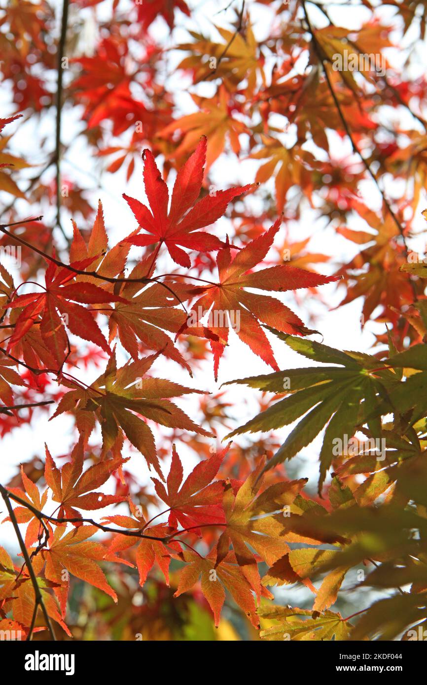 The autumn colours of the Japanese maple 'Shojo-shidare' tree Stock ...
