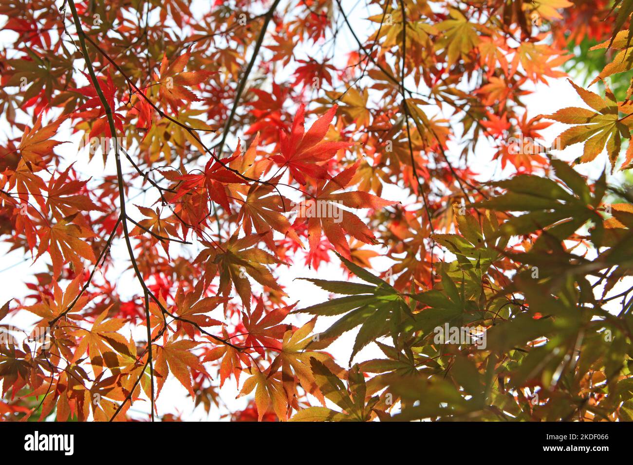 The autumn colours of the Japanese maple 'Shojo-shidare' tree Stock ...