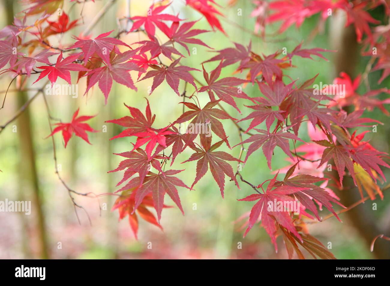 Acer palmatum shojo japanese maple hi-res stock photography and images ...