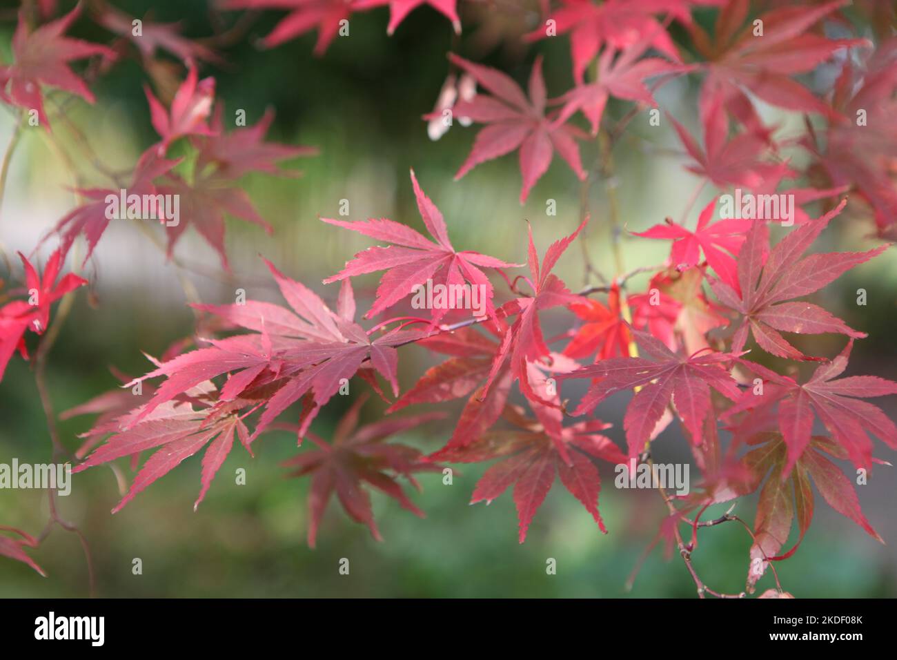 Acer palmatum shojo japanese maple hi-res stock photography and images ...