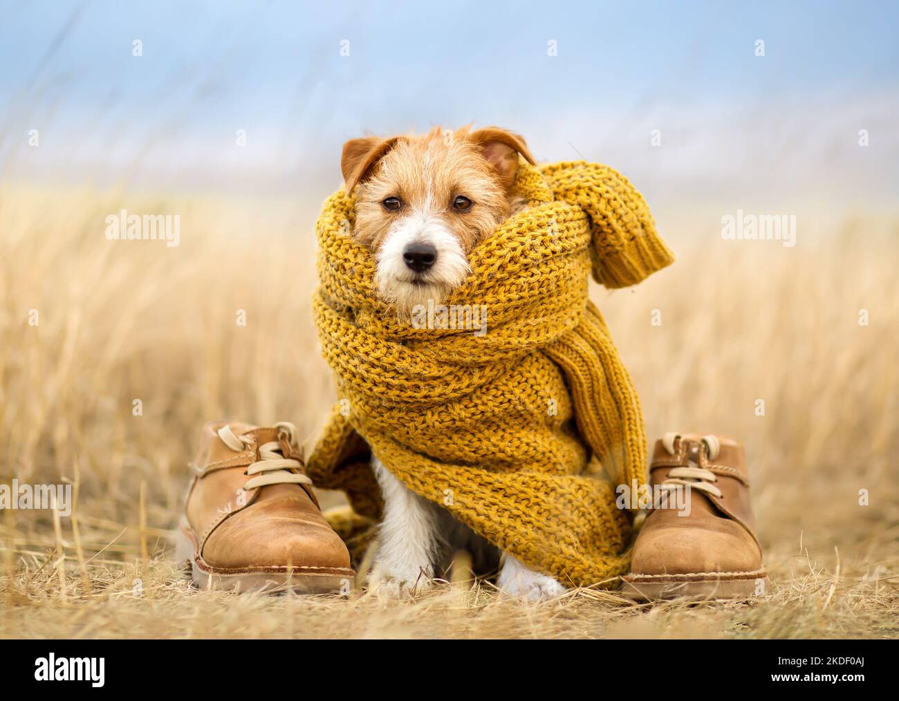 Cute funny dog wearing warm pullover cloth and sitting between shoes ...