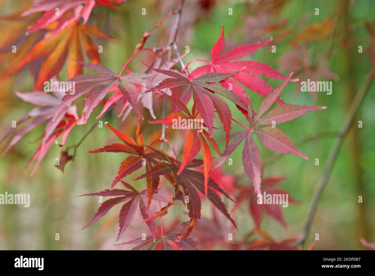 The autumn colours of the Japanese maple 'Shojo-shidare' tree Stock ...
