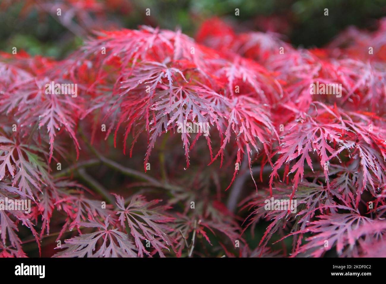 The autumn colours of the Japanese maple 'GarnetÕ tree Stock Photo - Alamy