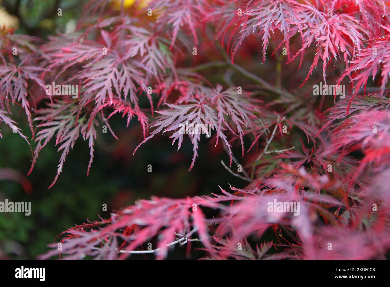 The autumn colours of the Japanese maple 'GarnetÕ tree Stock Photo - Alamy