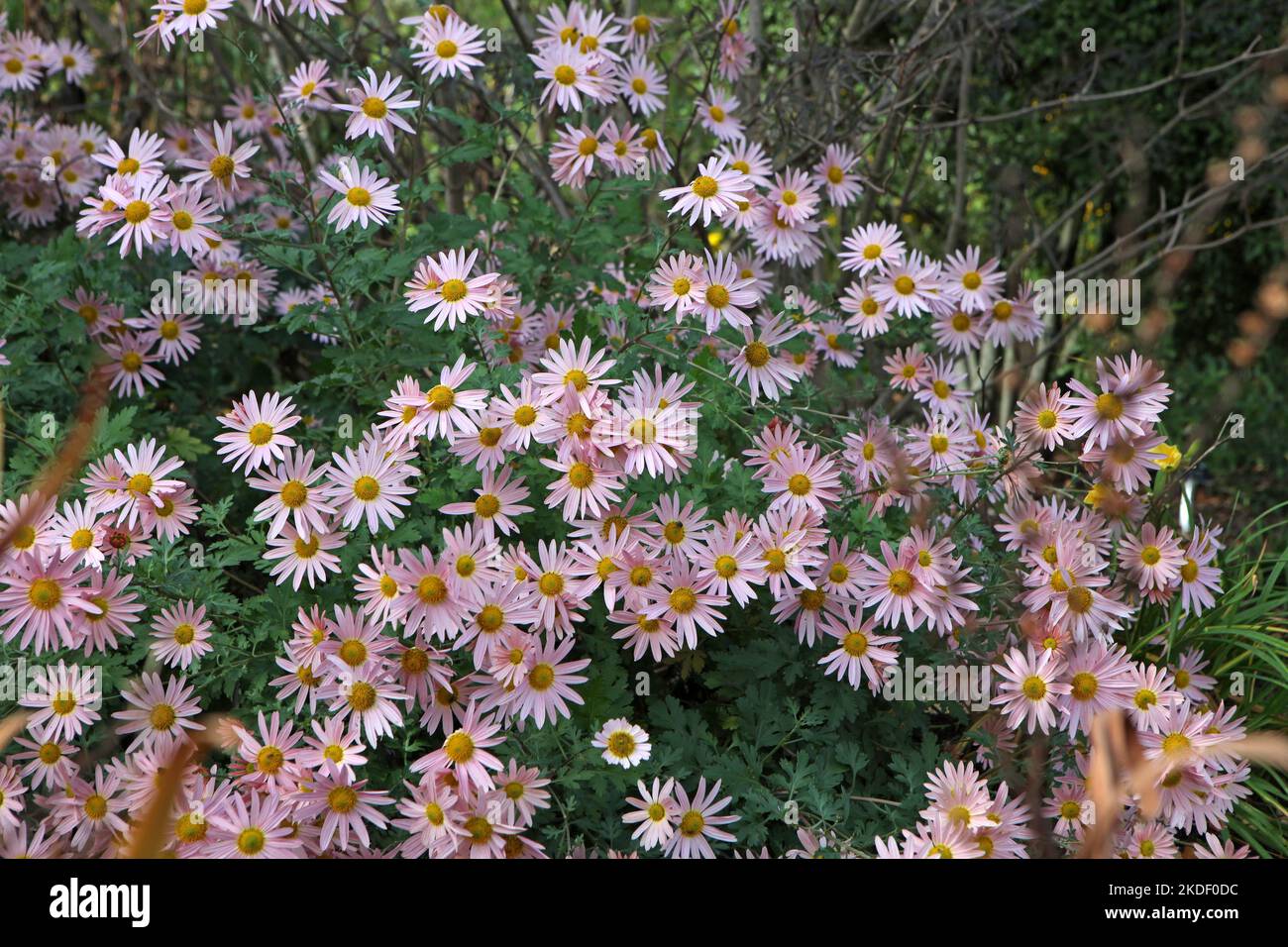 Sheffield flower display hi-res stock photography and images - Alamy