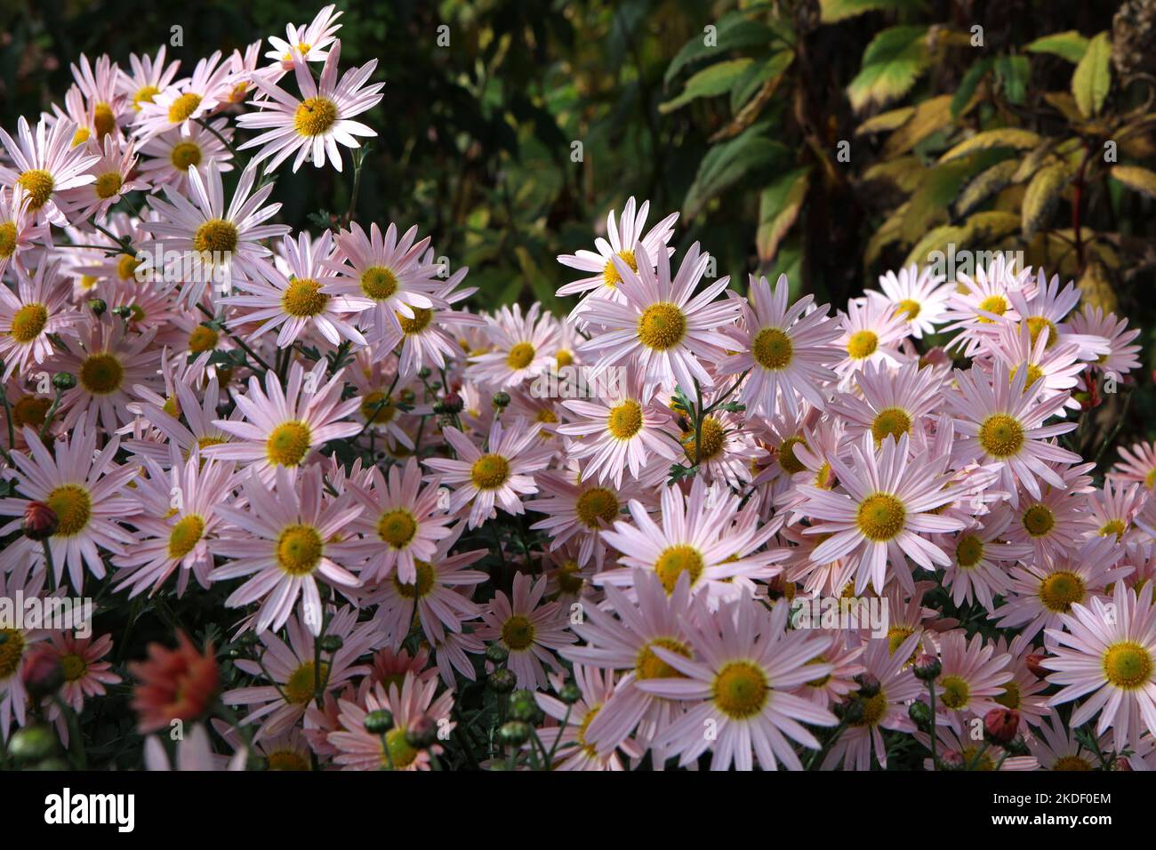 Chrysanthemum 'Hillside Sheffield Pink' in flower Stock Photo - Alamy