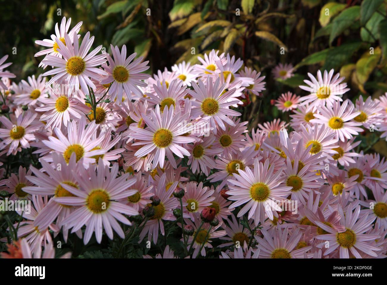 Chrysanthemum 'Hillside Sheffield Pink' in flower Stock Photo - Alamy