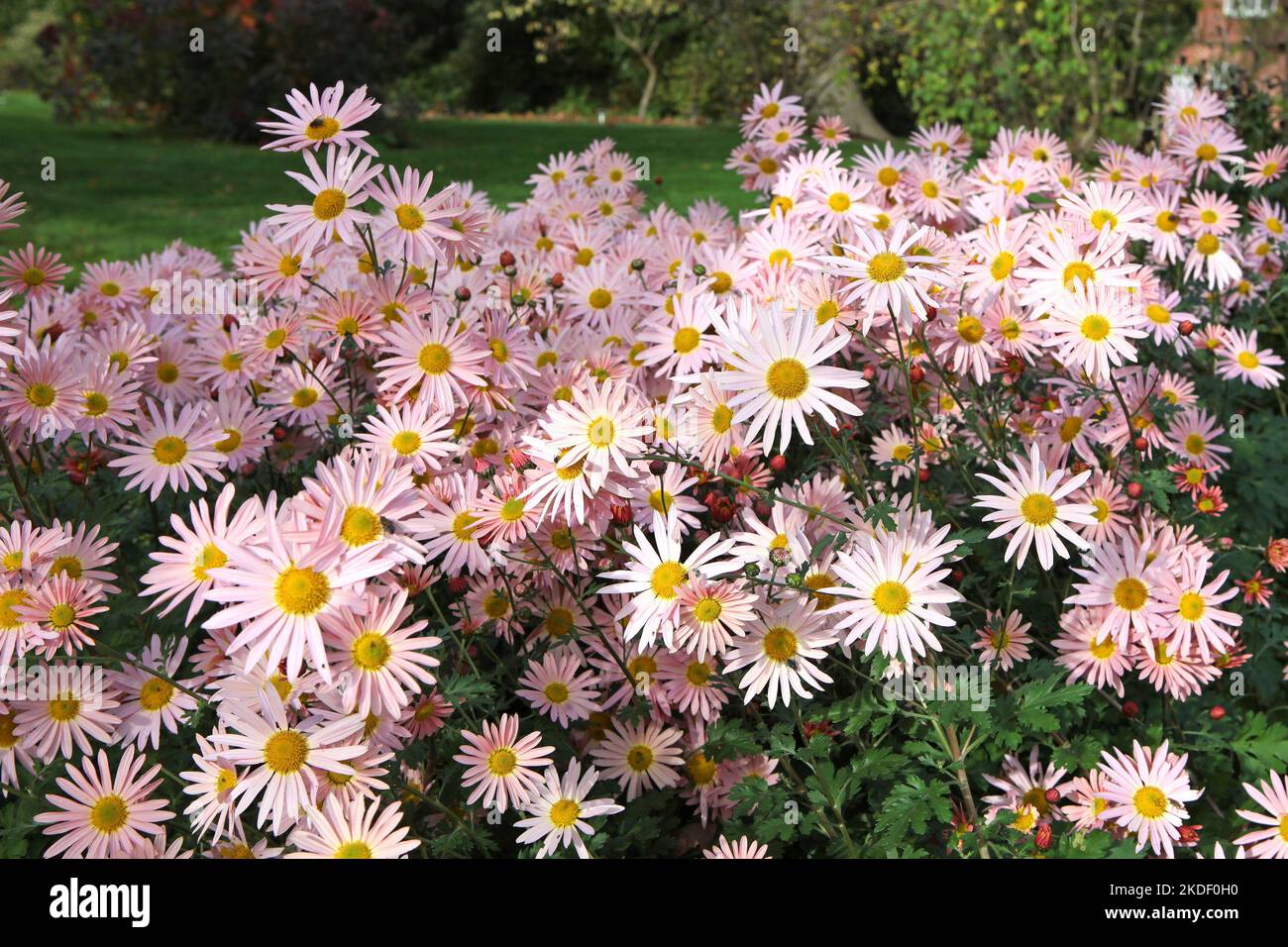 Chrysanthemum 'Hillside Sheffield Pink' in flower Stock Photo - Alamy