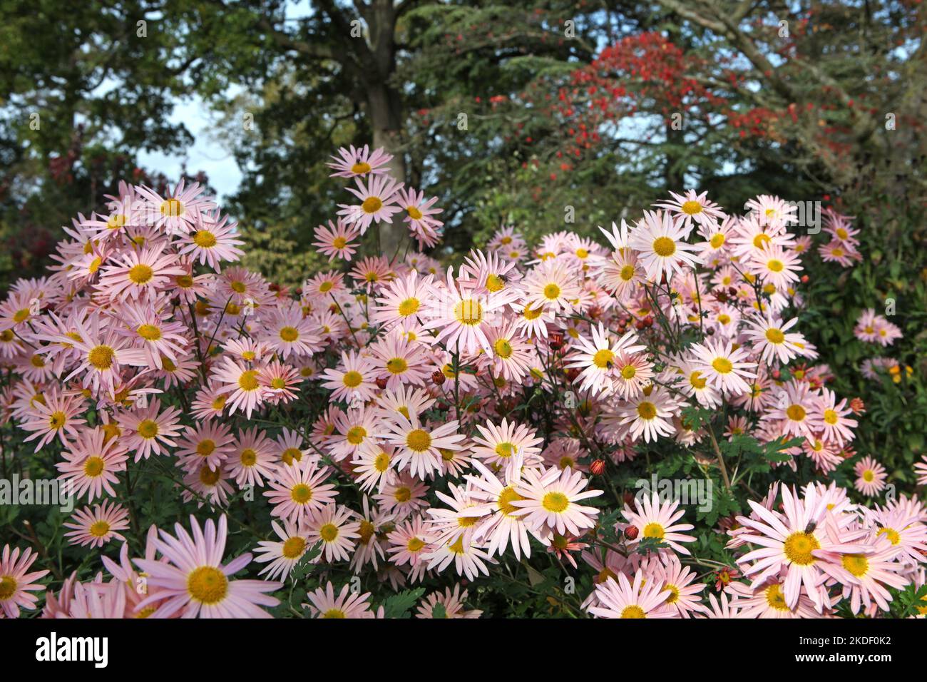 Sheffield flower display hi-res stock photography and images - Alamy