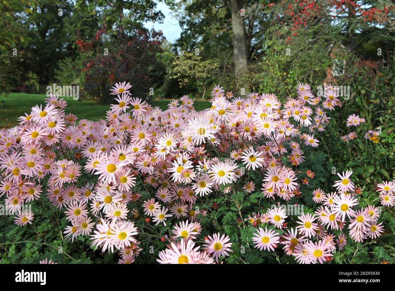 Chrysanthemum 'Hillside Sheffield Pink' in flower Stock Photo - Alamy