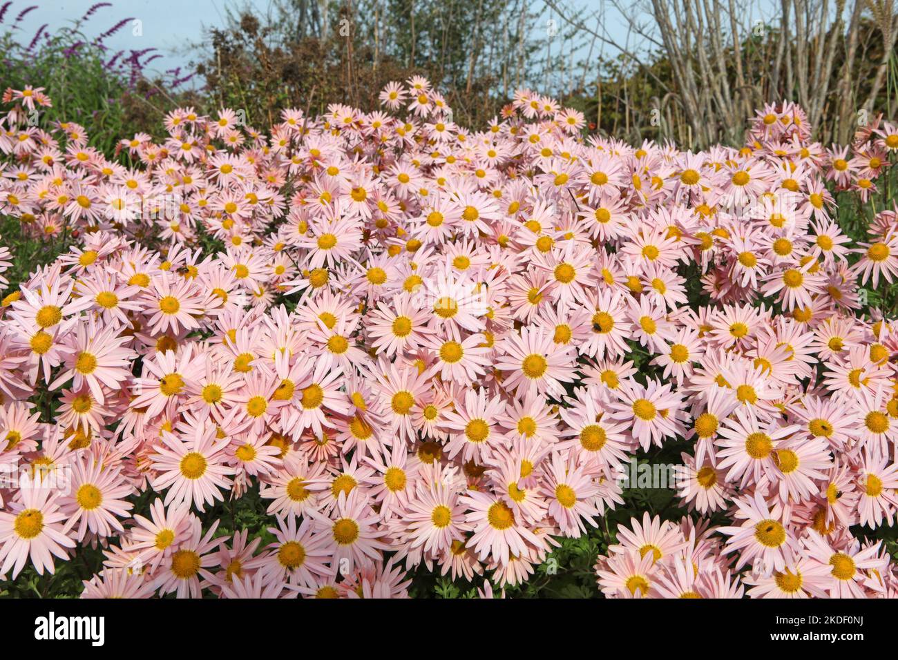 Chrysanthemum 'Hillside Sheffield Pink' in flower Stock Photo - Alamy