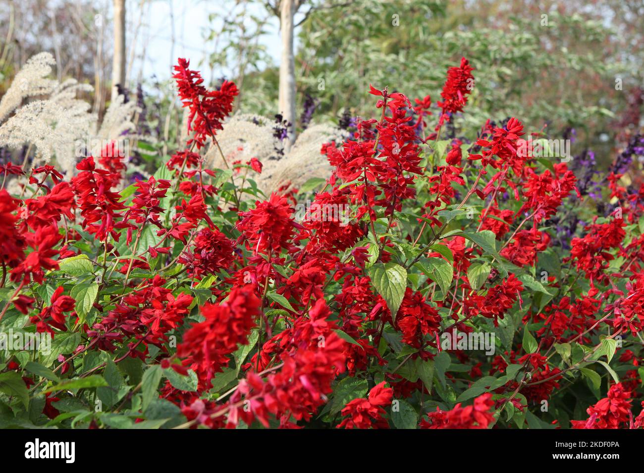 Salvia splendens 'Jimi's Good Red' in flower Stock Photo - Alamy