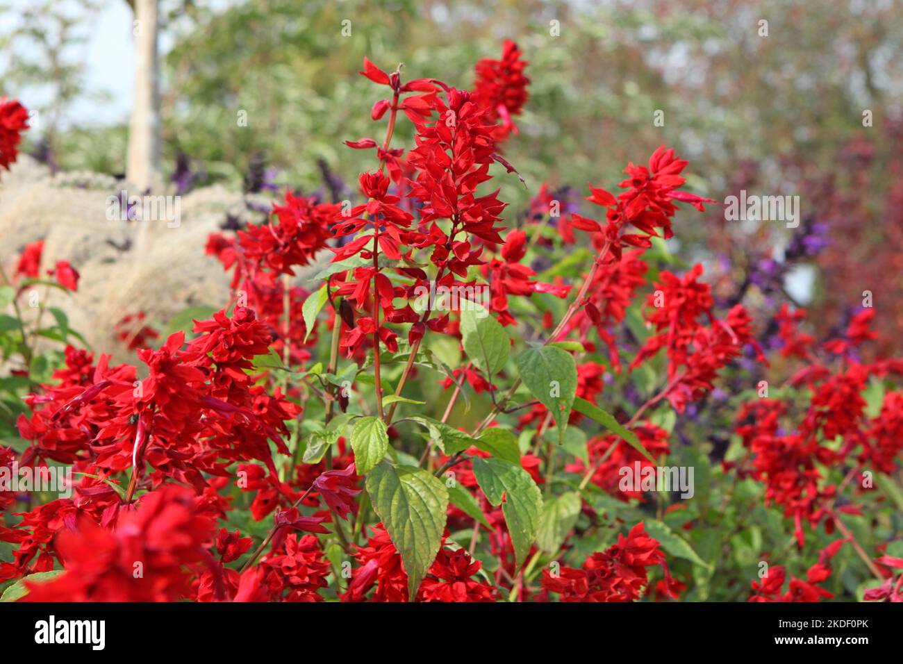 Salvia splendens 'Jimi's Good Red' in flower Stock Photo - Alamy