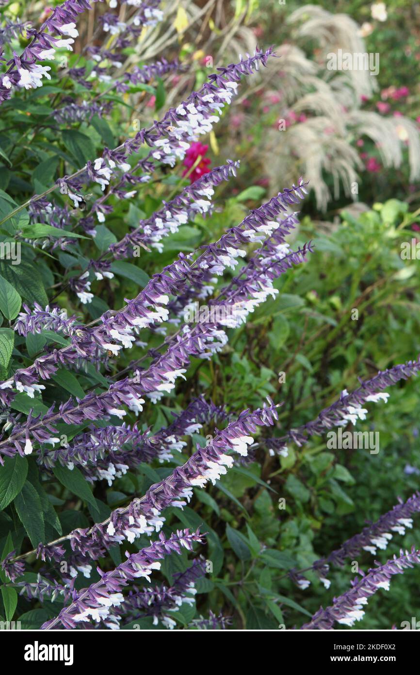 Sage phyllis fancy hi-res stock photography and images - Alamy