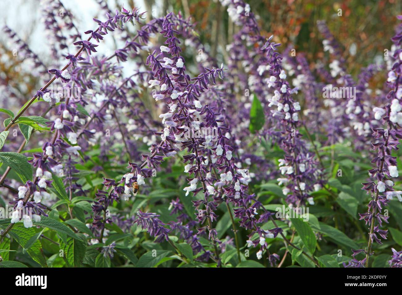 Salvia splendens 'Phyllis' Fancy' in flower Stock Photo - Alamy