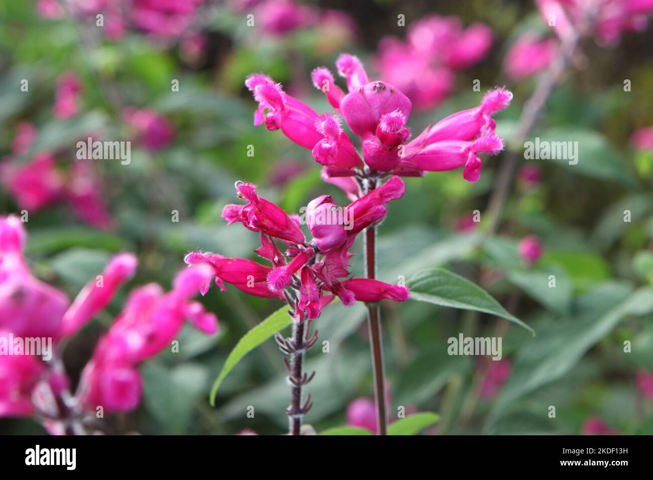 Salvia splendens Mulberry Jam in flower Stock Photo - Alamy