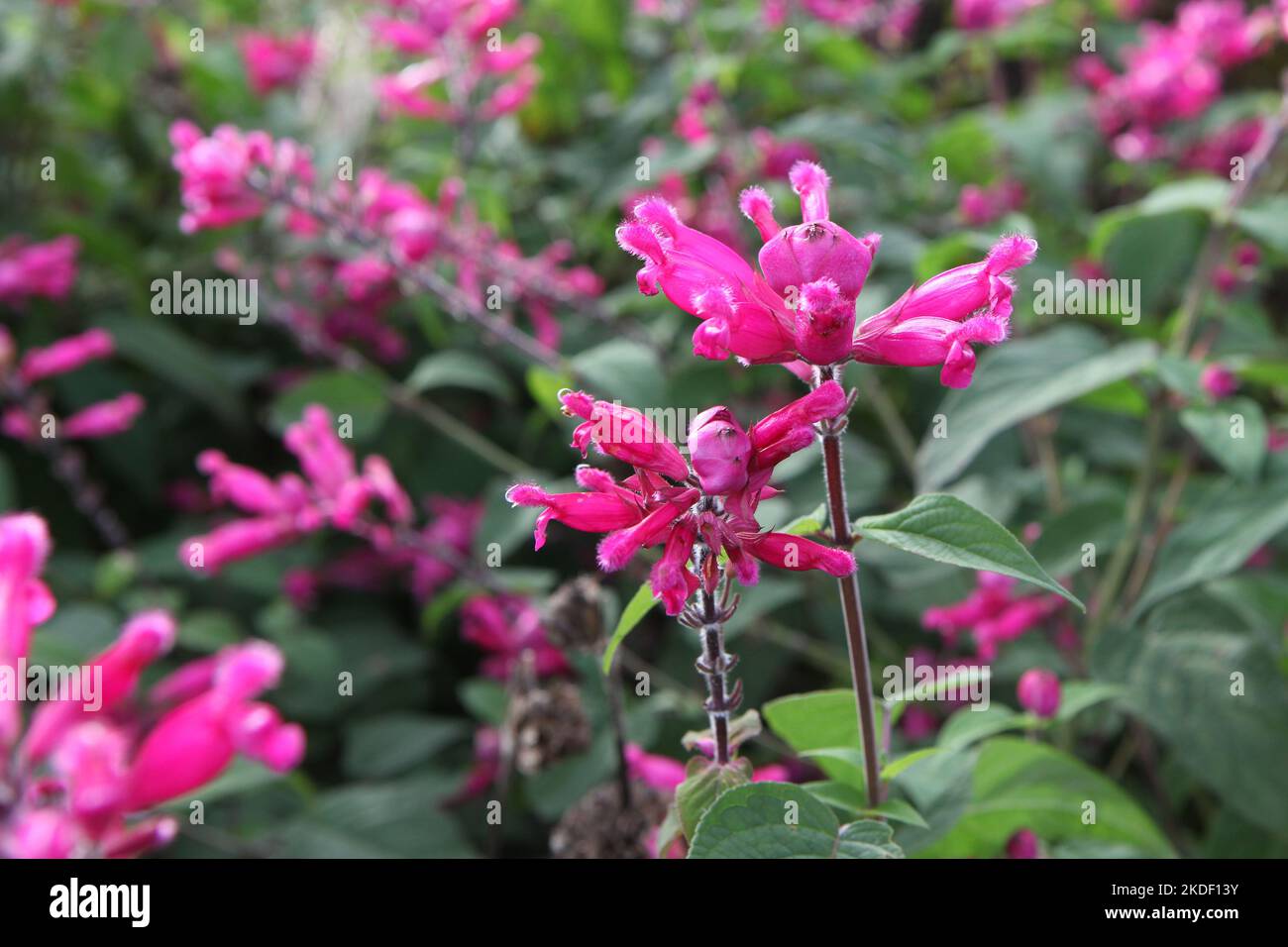 Salvia splendens Mulberry Jam in flower Stock Photo - Alamy