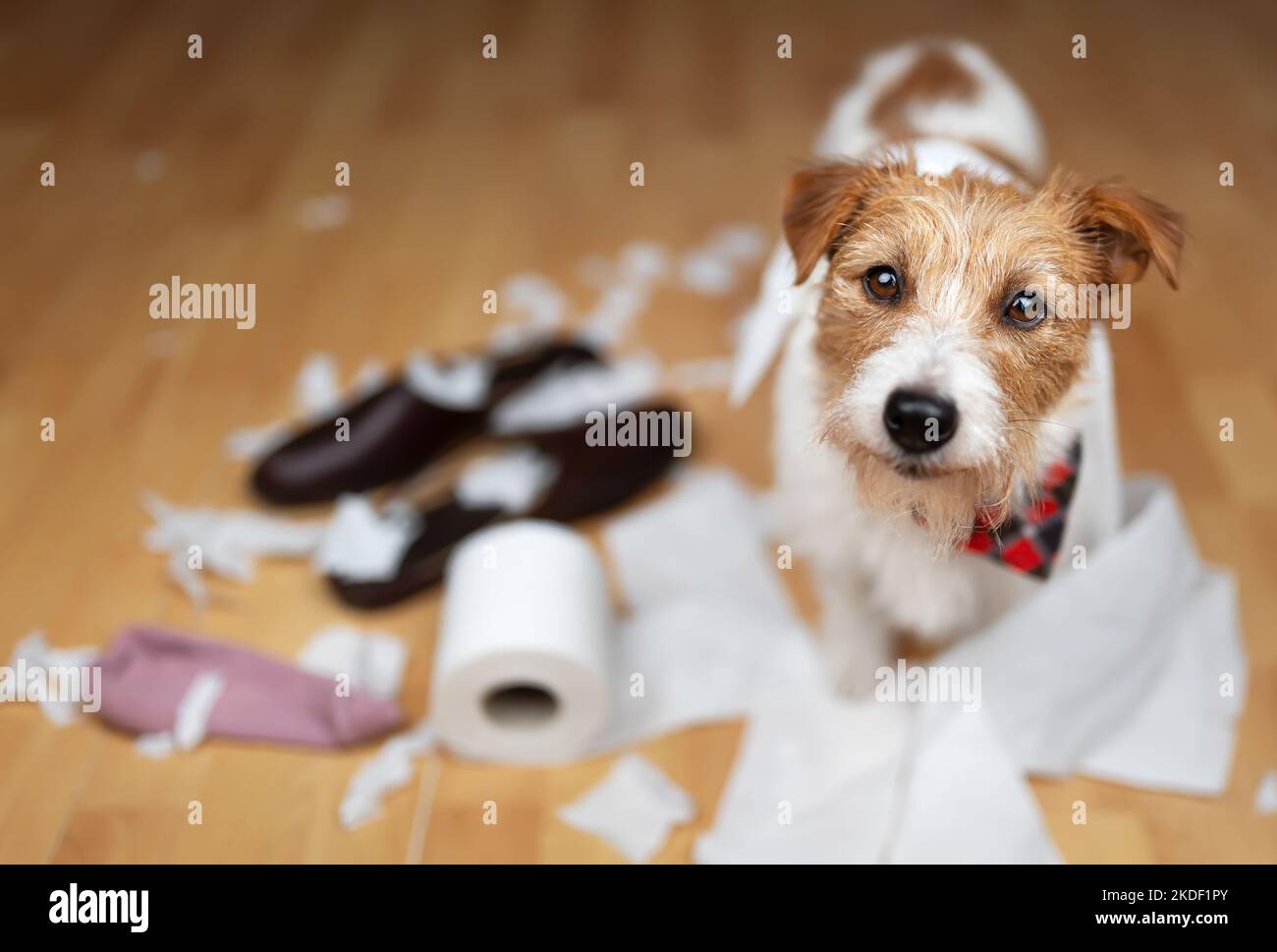 Funny naughty playful puppy smiling and playing with chewed shoes ...
