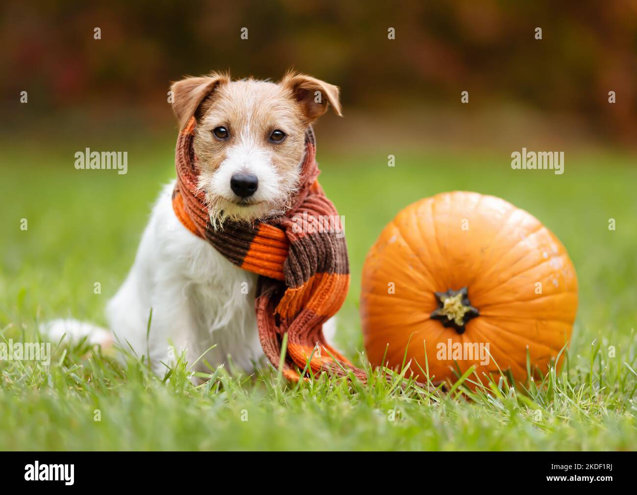 Cute happy funny pet dog wearing a scarf and sitting with a ...