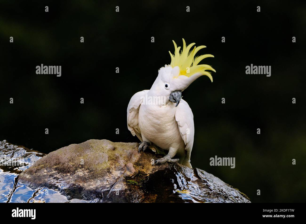 Australian yellow crested cockatoo hi-res stock photography and images ...