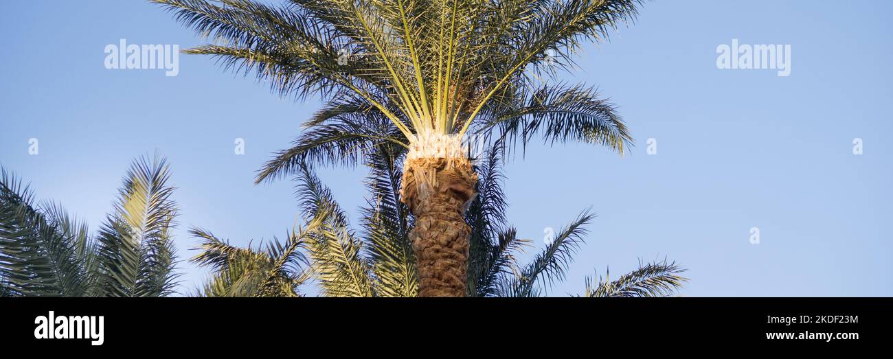 Tall palm trees growing on an exotic tropical island on background of ...