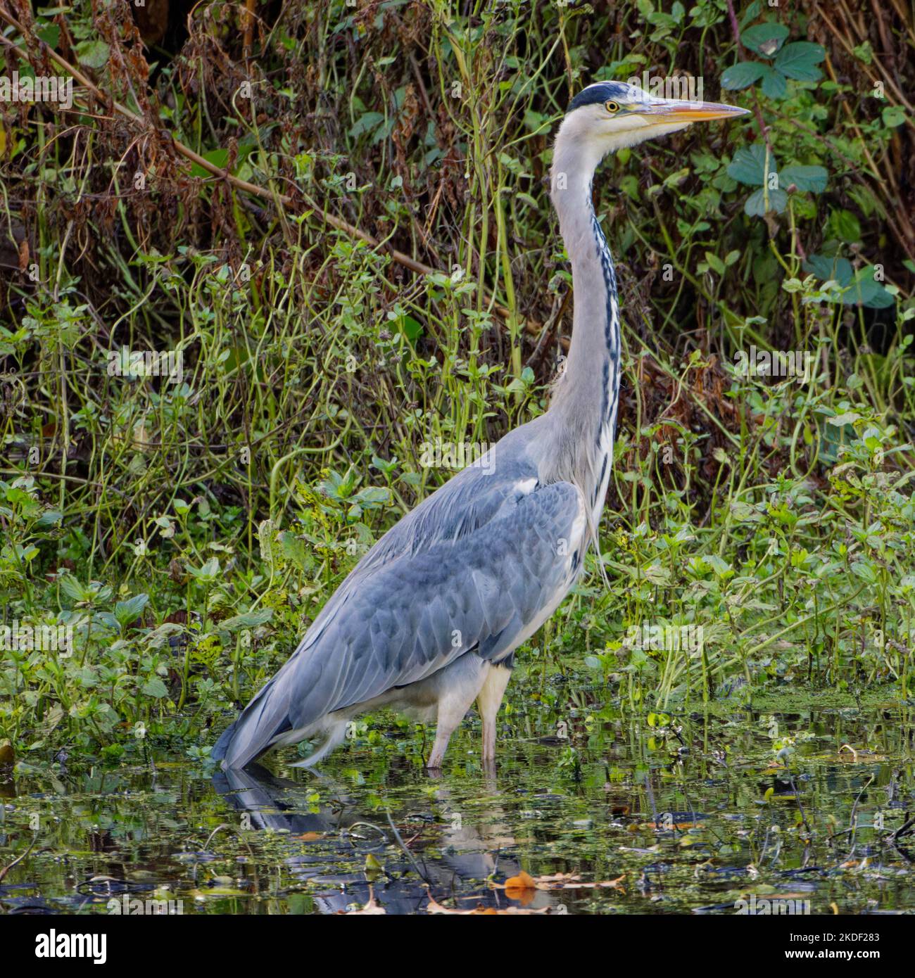 Brynteg hi-res stock photography and images - Alamy