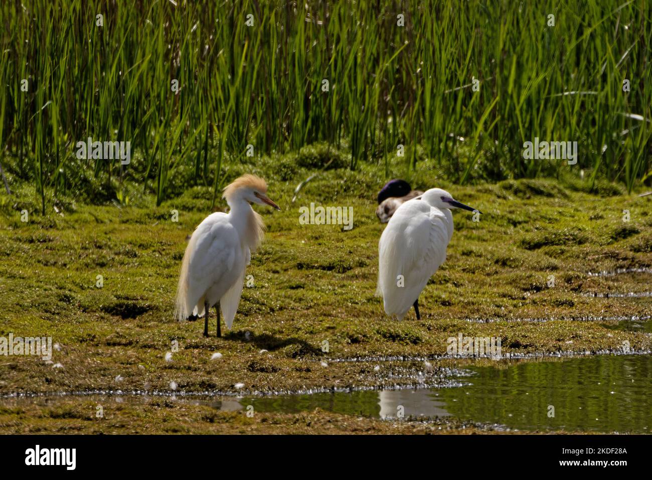 Cattle Egret and Little Egret at Burton Mere, Wirral, UK Stock Photo ...