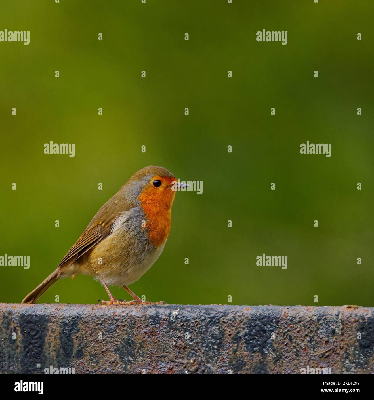 Robin on railing hi-res stock photography and images - Alamy