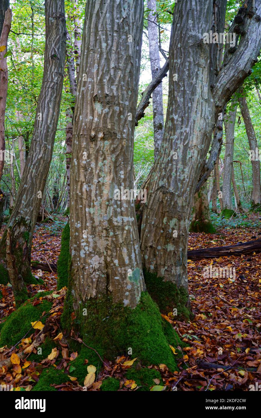 A close up of the trunk of a Hornbeam tree Stock Photo - Alamy