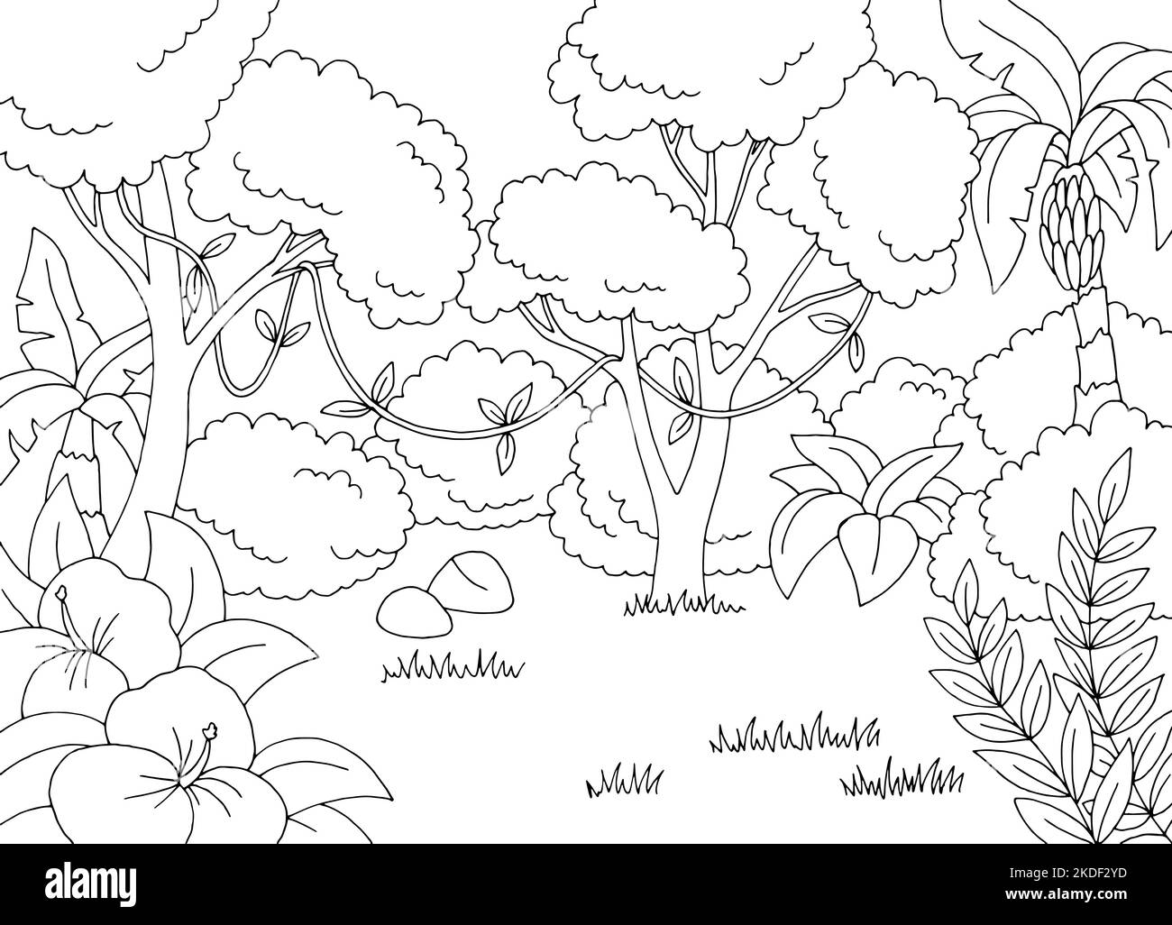 Jungle rain forest graphic black white landscape sketch illustration ...