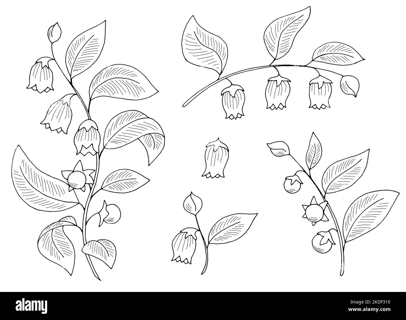Belladonna Plant Drawing